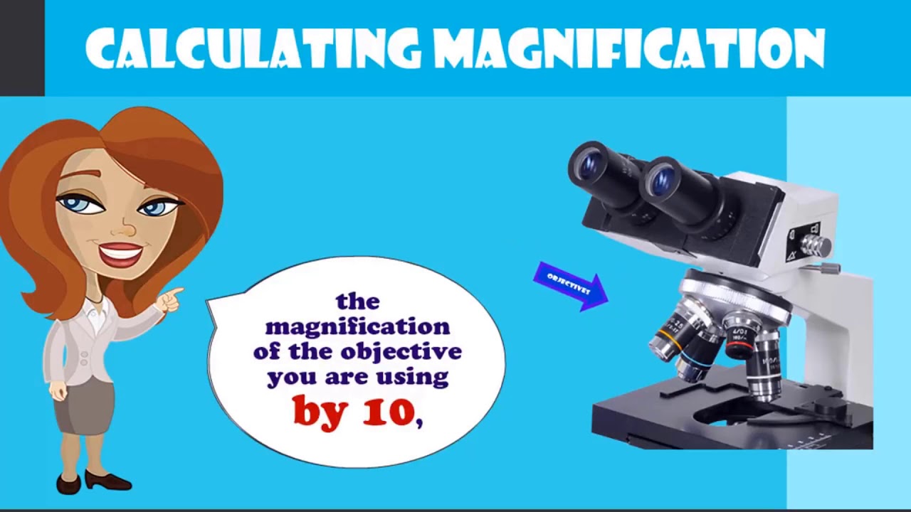 How to Calculate Total Magnification on a Compound Microscope