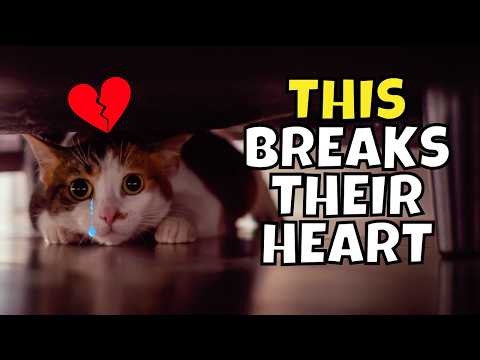 20 Everyday Things That Break Your Cat's Heart