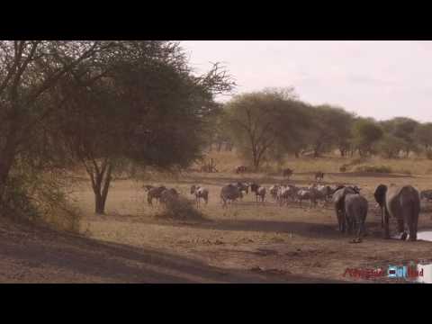 Tarangire Safari Highlights