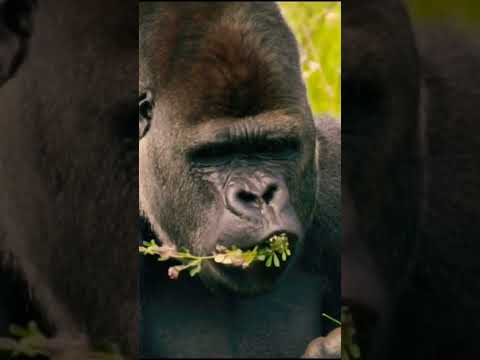 Super STRONG Animal