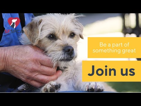Join Us! We're Hiring Veterinarians and Vet Techs | SF SPCA Careers in Veterinary Medicine
