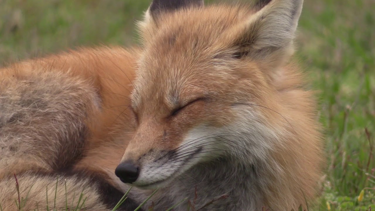 Rainer Maria Rilke, First Duino Elegy