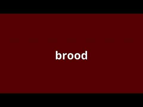 what is the meaning of brood