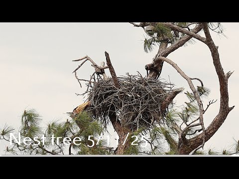 SWFL Eagles ~ Nest Tree Outer Attic Branch Breaks Off! Attic Branch Cracks & Is Hanging Down 5.11.25