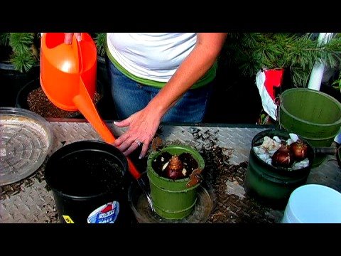 Planting & Growing Flower Bulbs : How to Grow Amaryllis Bulbs
