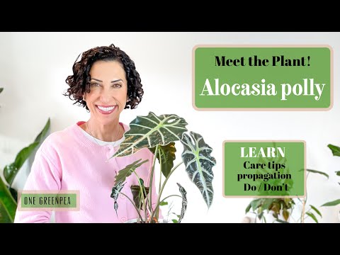 Alocasia polly :: all you need to know to grow & propagate this fun & funky plant