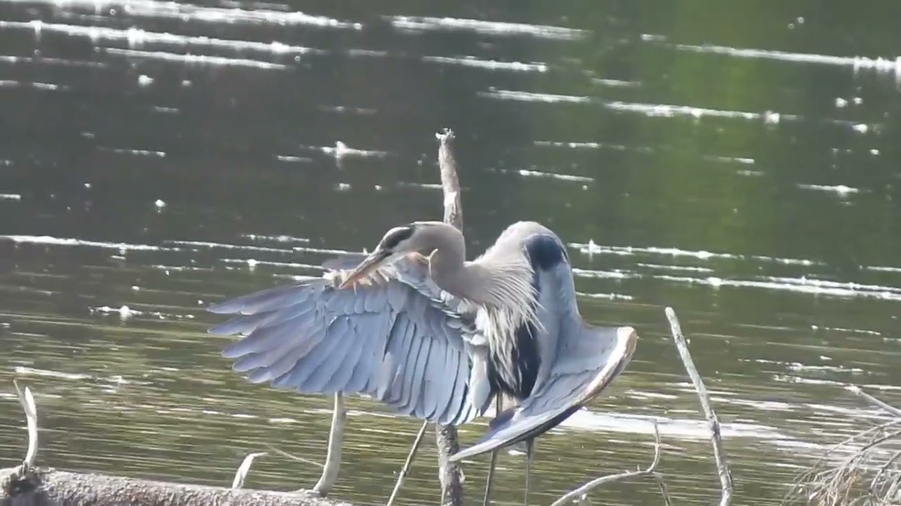 Great Blue Heron shows it awesome Wing Yoga Pose.
