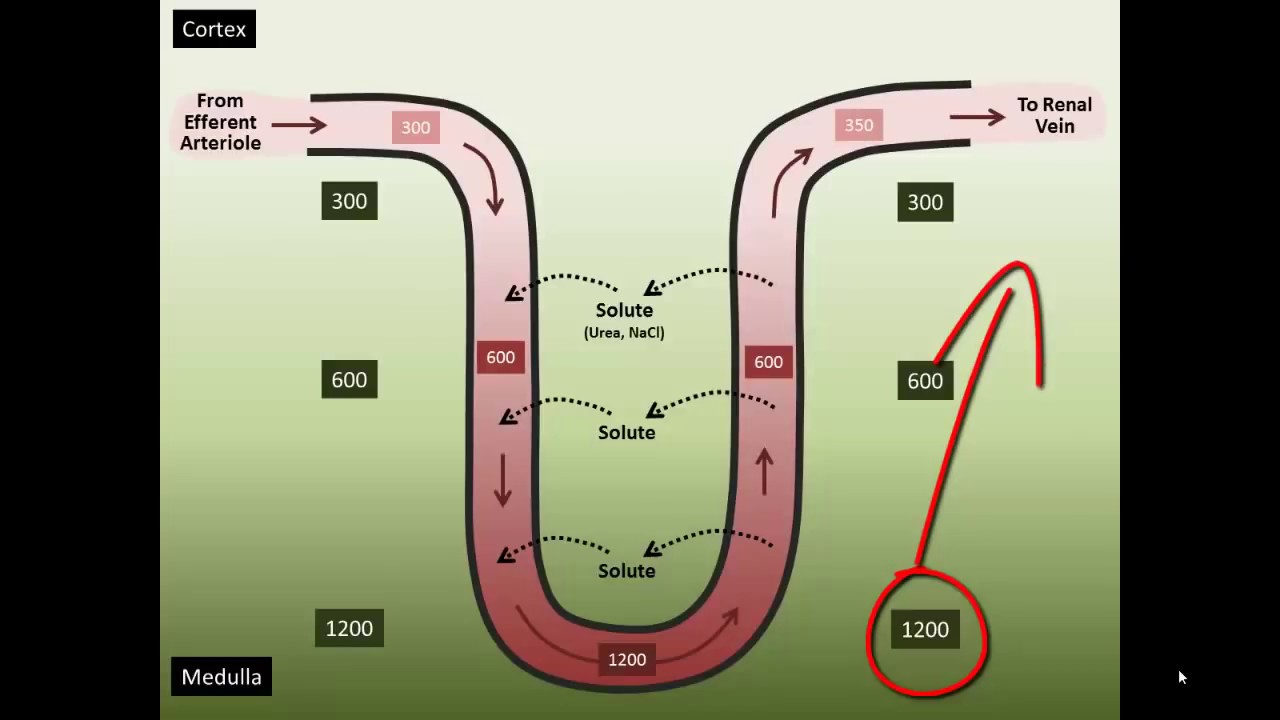 Vasa Recta Counter Current Exchange