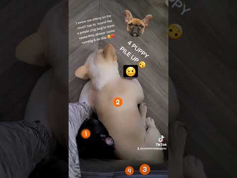 What Happens When I Sit Down! #cute #viral #parenting #dogmom #funny