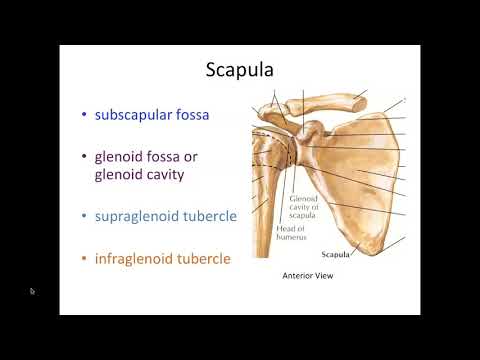 Bones of the Upper Limb