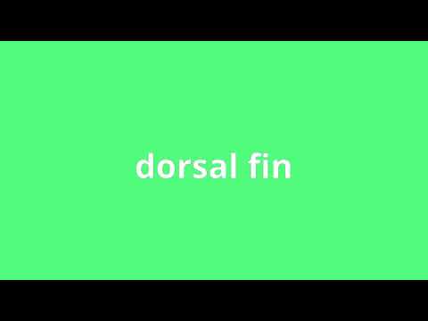 what is the meaning of dorsal fin.
