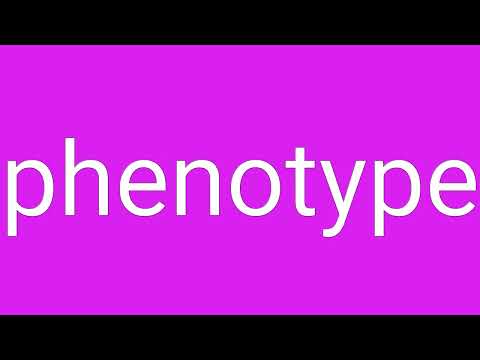 Phenotype Definition & Meaning
