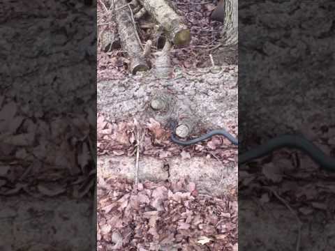 Northern Black Racer