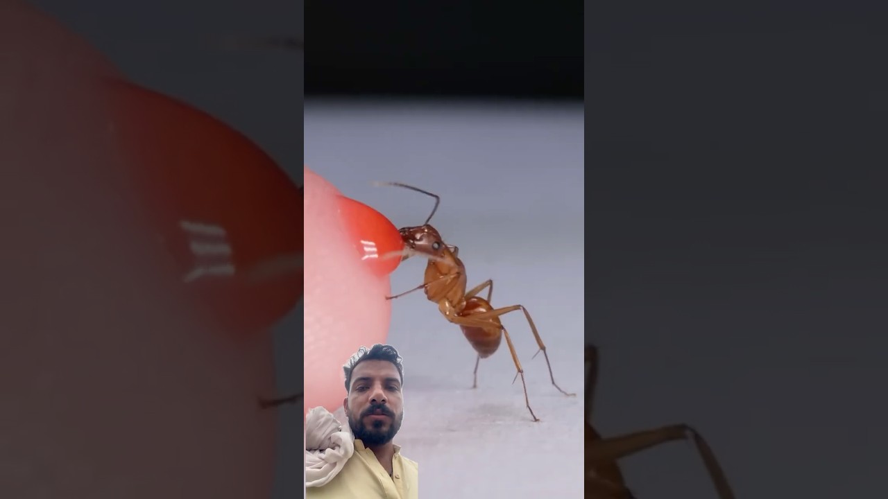 Ant Drinking Red Nectar From Finger #shorts #nature