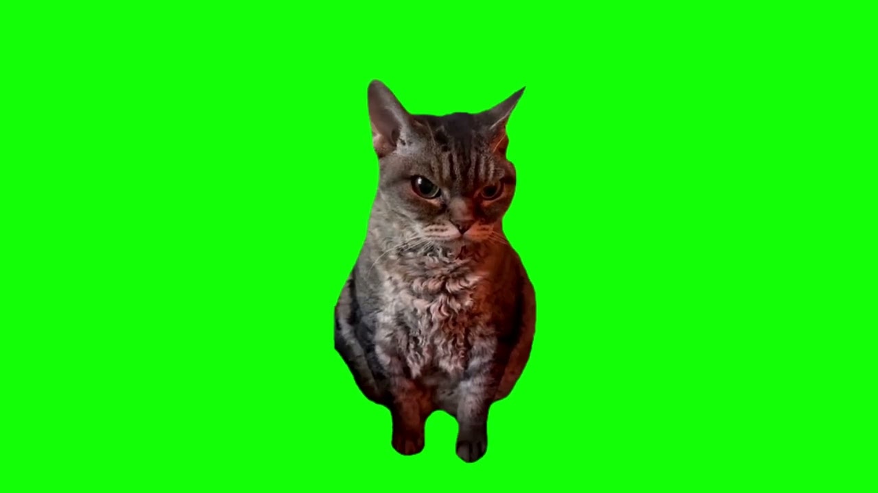 angry cat meme , angry staring cat green screen