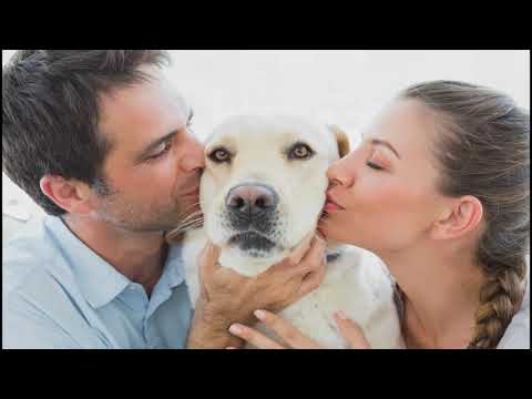 EU pet passports: How to make your dog French and the rules for taking your pet to Europe