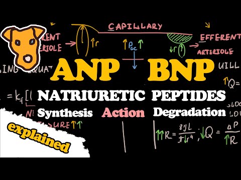 NATRIURETIC PEPTIDES. ANP, BNP. Synthesis, Action, Degradation.