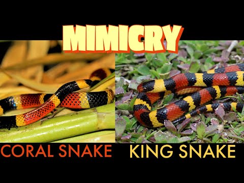 Mimicry and how animals use it!