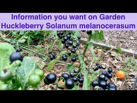 Garden Huckleberry aka Solanum melanocerasum aka Wonder Berry