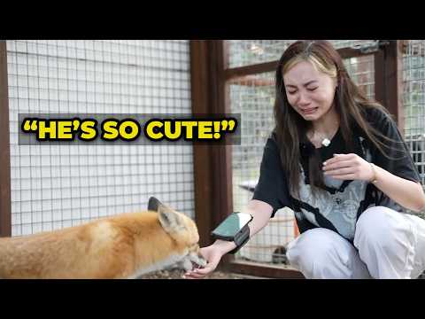 Fanfan Breaks Down When Meeting Reed the Fox