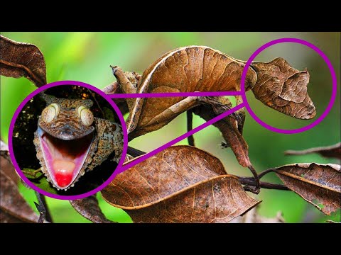 Animals With the Best Camouflage