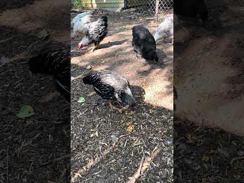 Raising Chickens:Almost 3 months old now