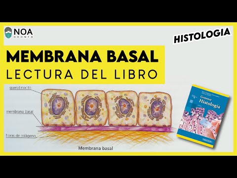 Histología membrana basal - Lectura del libro Geneser