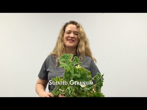 Flower 411: Scented Geranium
