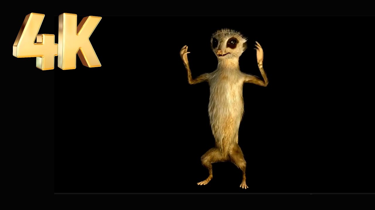 Dancing Meerkat Screensaver Video, Funny Cute Animals Background, 4K TV Wallpaper, VJ Loop, Trippy