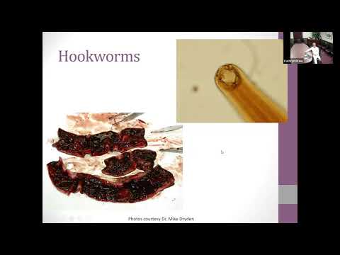 Lecture: "Common internal and external parasites in cats and dogs that might just gross you out"