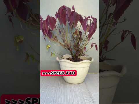 Why do plants need water? | JamHomeScience Experiment #shorts #scienceexperiment