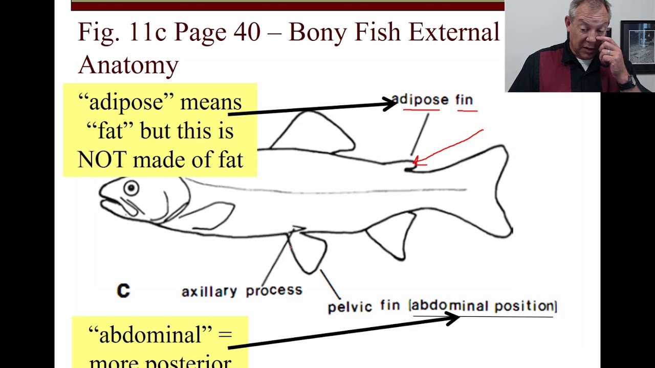 Ich Lecture 03 - External Anatomy