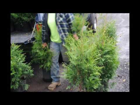 Our Trees and Shrubs That Have Deer Resistance Hetz Columnar Junipers