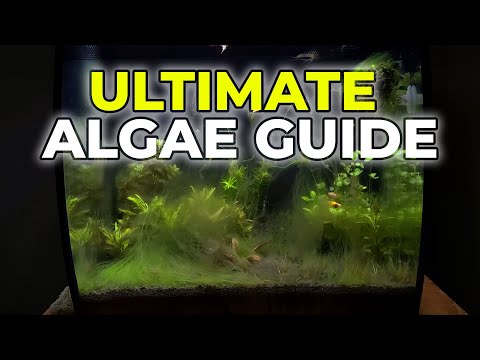 Quick ultimate algea guide. - Plants, Algae, and Fertilizers - C.A.R.E.