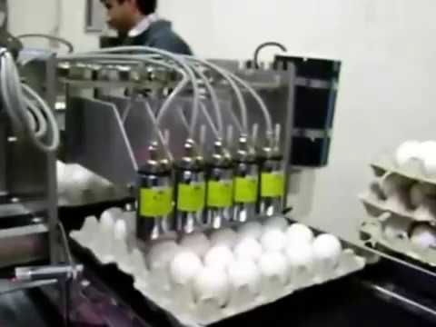 Printing, Marking, Coding on Eggs- MapleJet - ProDigit EggSprint