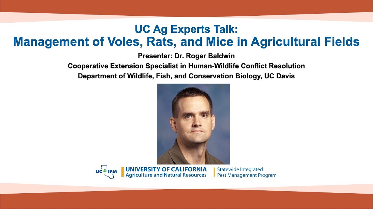 UC Ag Experts Talk: Management of Voles, Rats, and Mice in Agricultural Fields