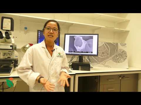 1.6 What is a Scanning Electron Microscope (SEM) for year 11 biology students