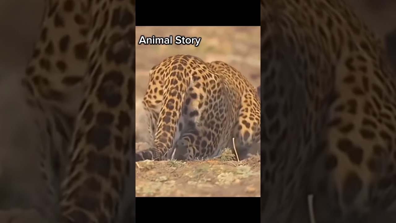 Kucing Besar Sang Pemangsa