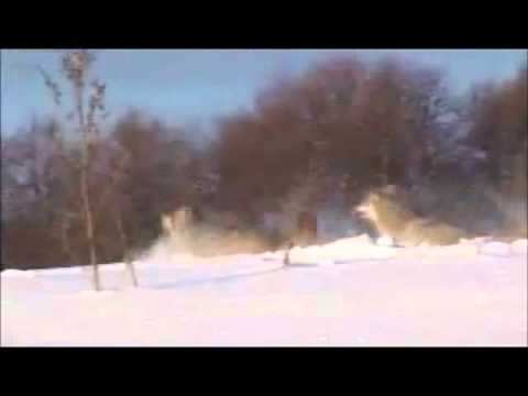 The Story Of Two Wolves. An Old Cherokee Indian Story.