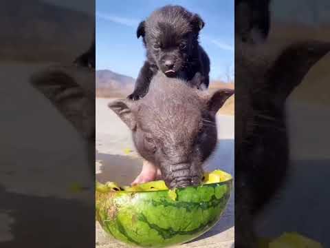 Smart Dog and cat cute #shorts #10102