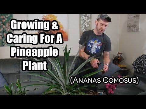 How to Grow and Care for The Pineapple Plant (Ananas comosus)