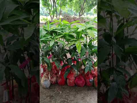 arunika ambika sanseson tomi mango ki koi bih beraitee ap ghar baiteh mangwa sakte hai onlaine