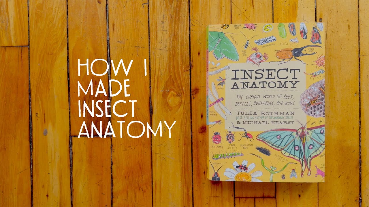 How I made Insect Anatomy