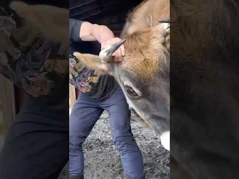 Rescue Cow Extremely Grateful for Animal Chiropractor 🥰🐮