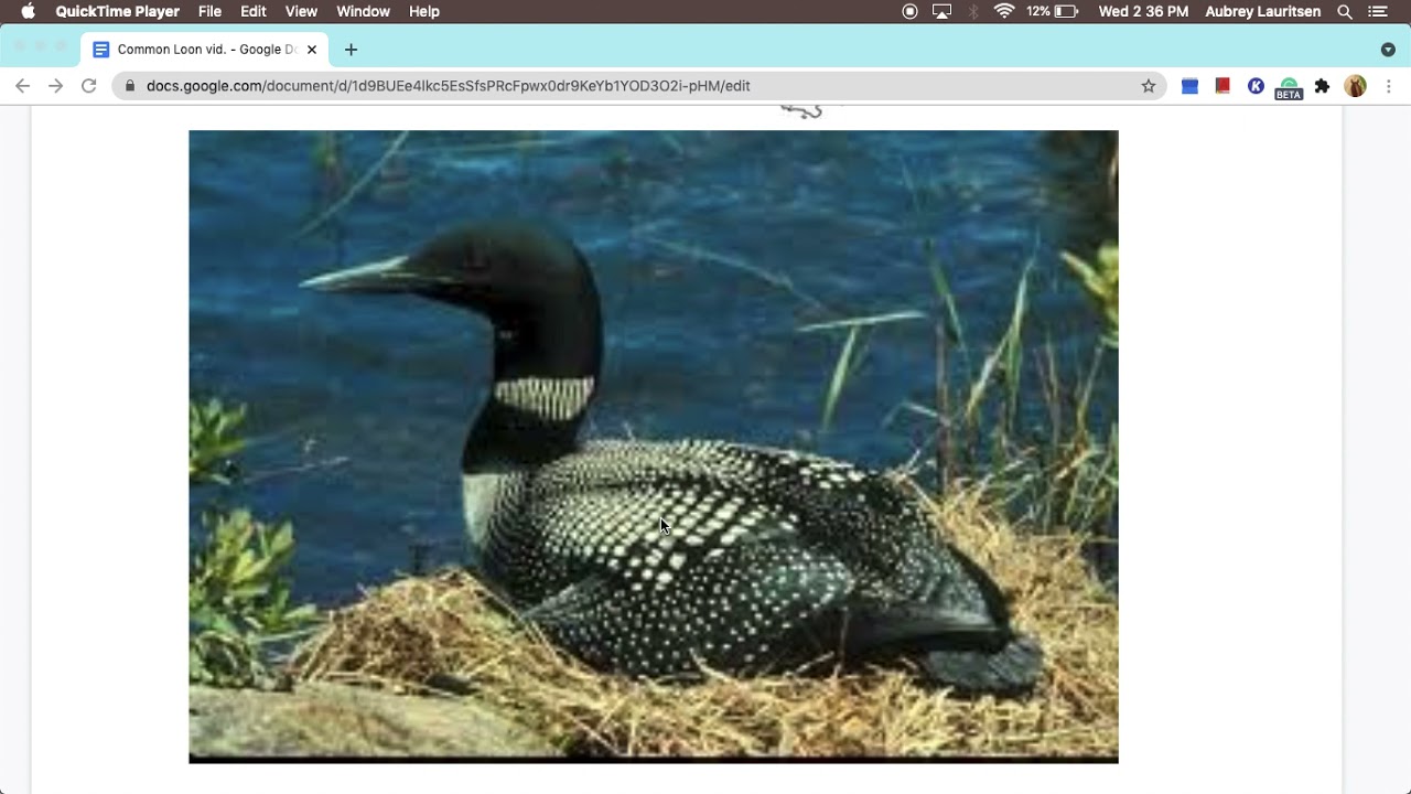 Migration Madness  Common Loon