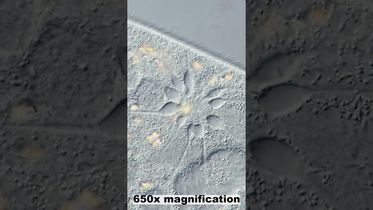 Contractile vacuole - Paramecium #shorts #microscopy