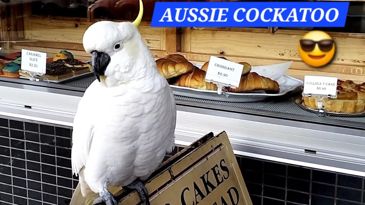 Cake Loving Cockatoo encounter in the Blue Mountains 😀