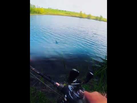 Bass fishing with BFS setup #fishing #bassfishing #short #shortshorts