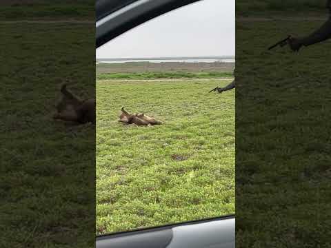 Wild hog vs suppressed 22 pistol!!