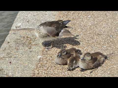 Two families on the Round Pond